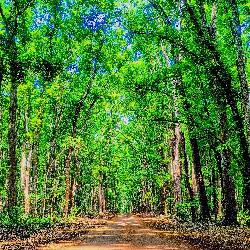 Mengenal 5 Fakta Menarik tentang Alas Purwo, Hutan Keramat di Jawa Timur